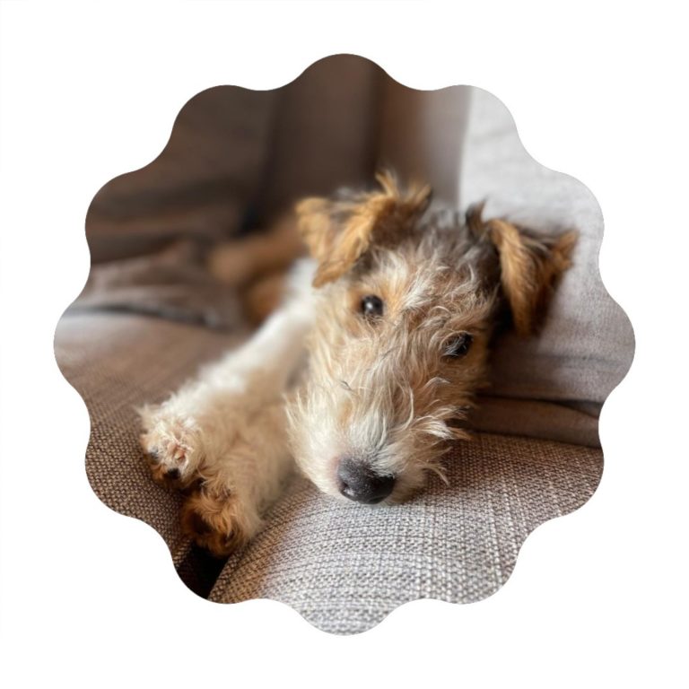 Welcome to Gina, our mascot! - Badge Workshop